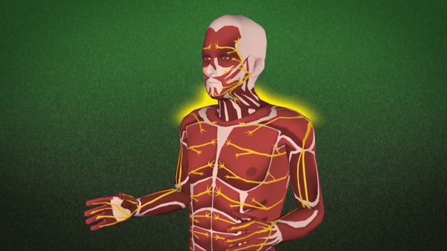 Industrial Ergonomics: Understanding Ergonomic Injuries - eLeaP®